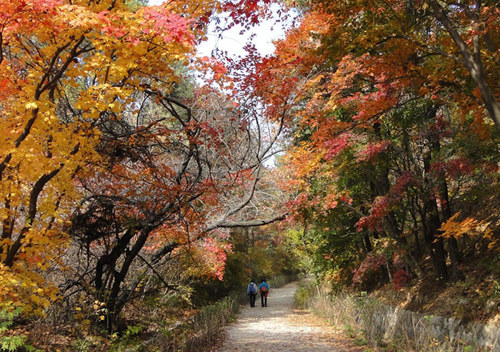 The Ultimate Autumn Guide in Seoul