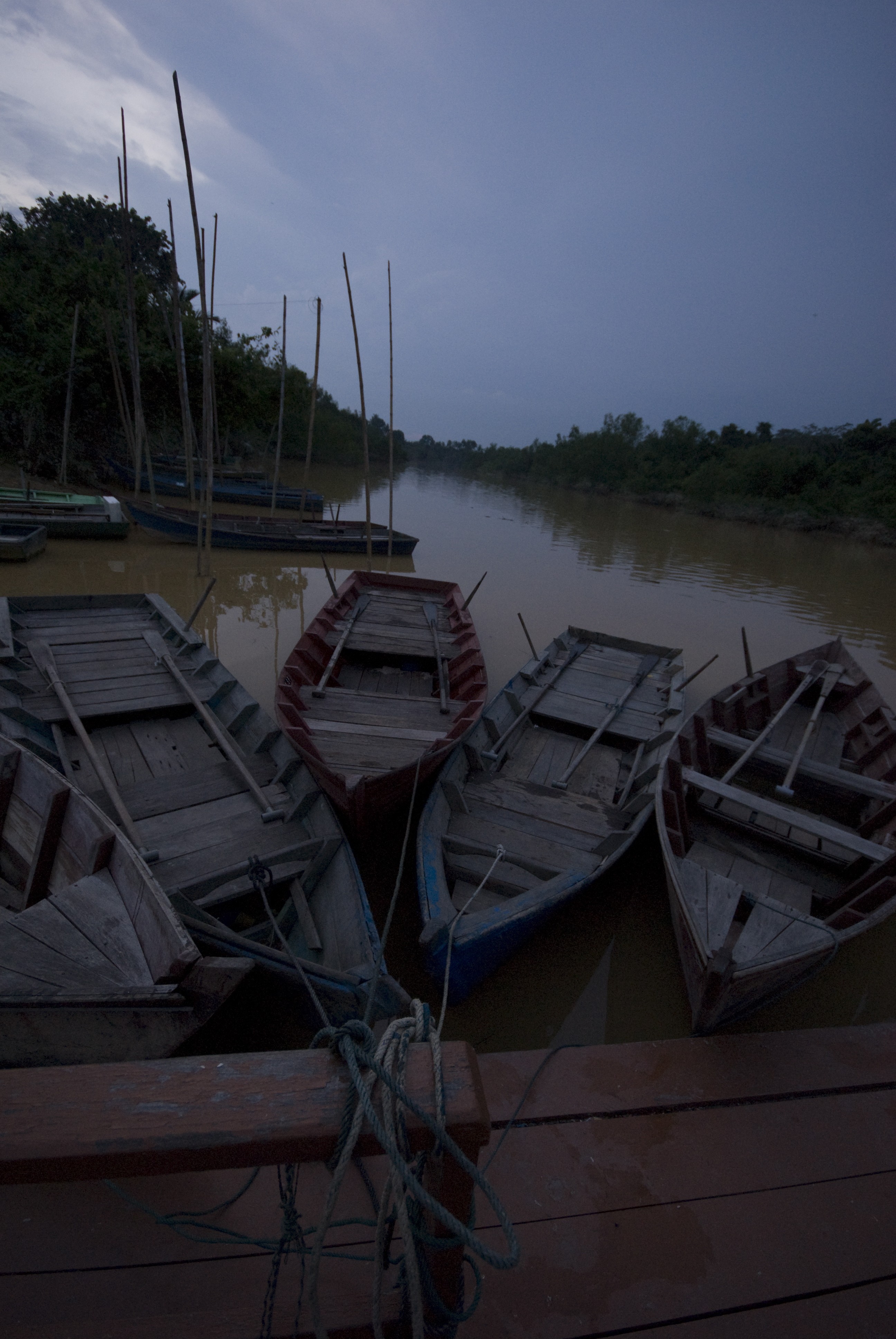 Discover the Magic of Kuala Selangor Firefly - SIC