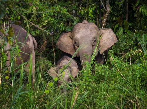 It's World Wildlife Day - 5 Endangered Animals in Malaysia You Should Know