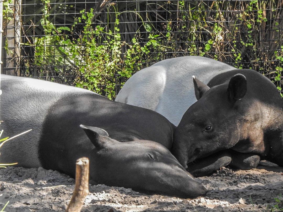 It's World Wildlife Day - 5 Endangered Animals in Malaysia You Should Know
